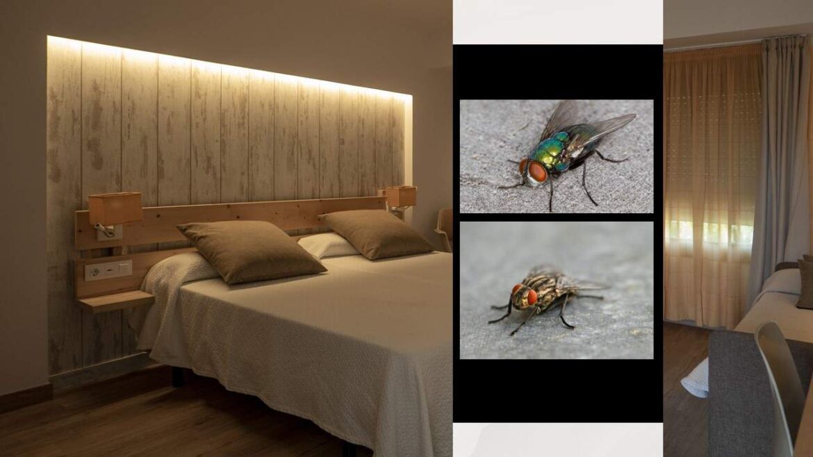 Flies Removal - Saba Pest Control