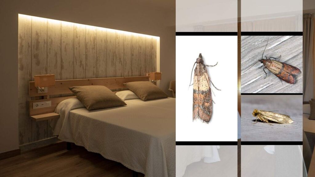 Moths Removal - Saba Pest Control