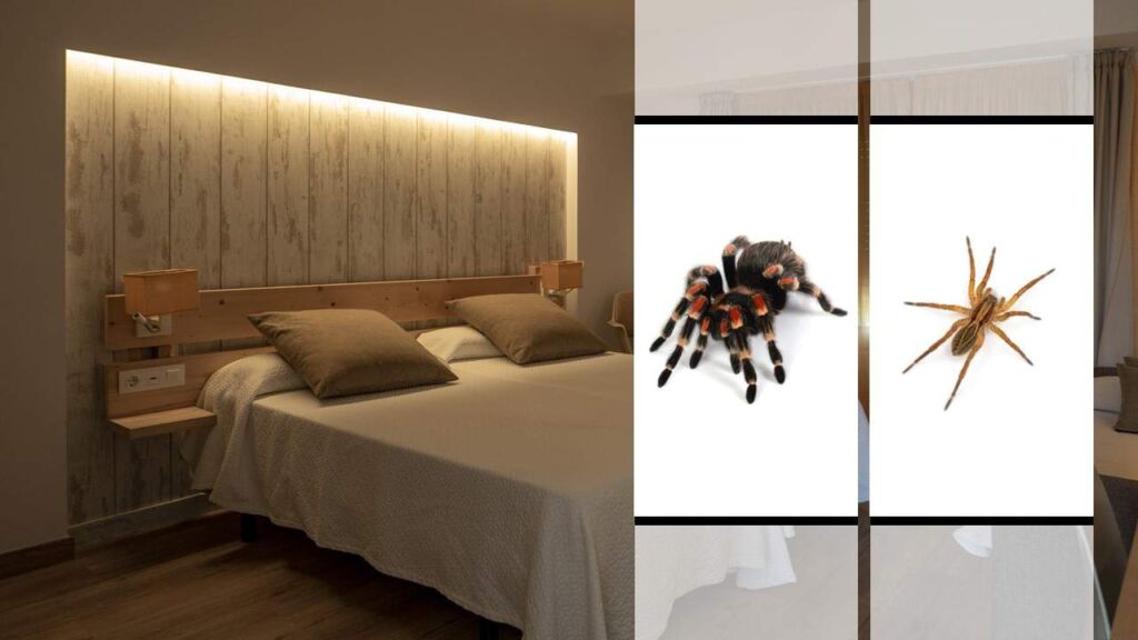 Spider Removal - Saba Pest Control