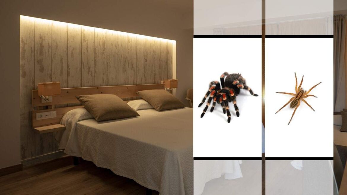 Spider Removal - Saba Pest Control